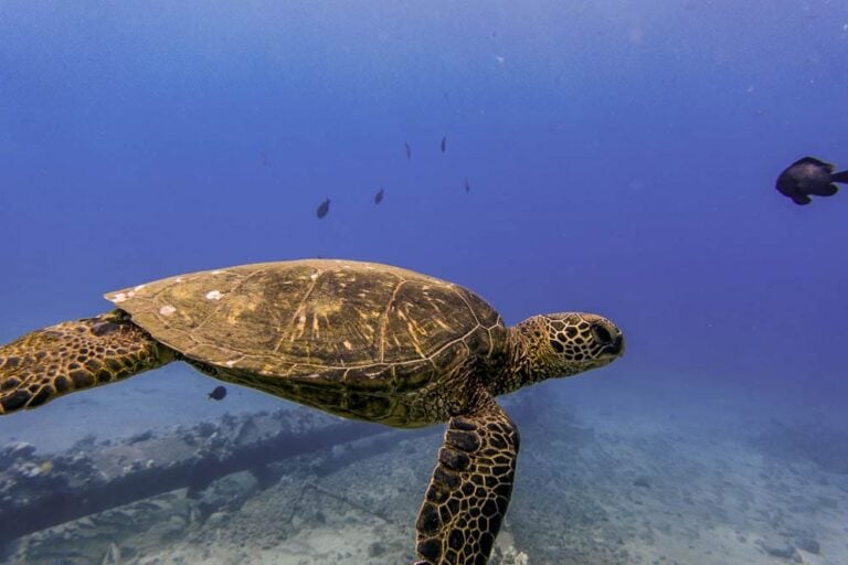 Deep Dive into Turtle Town: A Maui Snorkeling Experience You Shouldn't ...