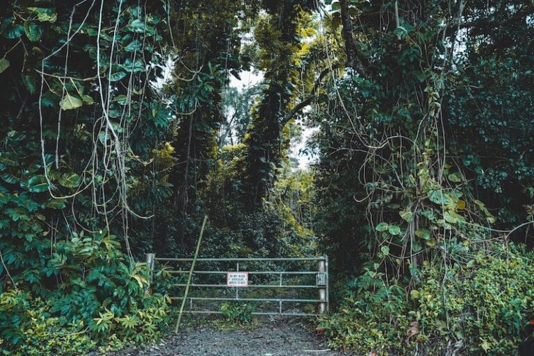 15 Essential Road to Hana Tips and Tricks for an Unforgettable Drive